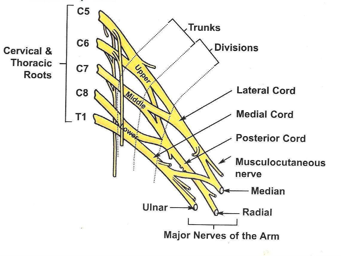 Anatomy – What is a BPI? – Traumatic Brachial Plexus Injuries support ...